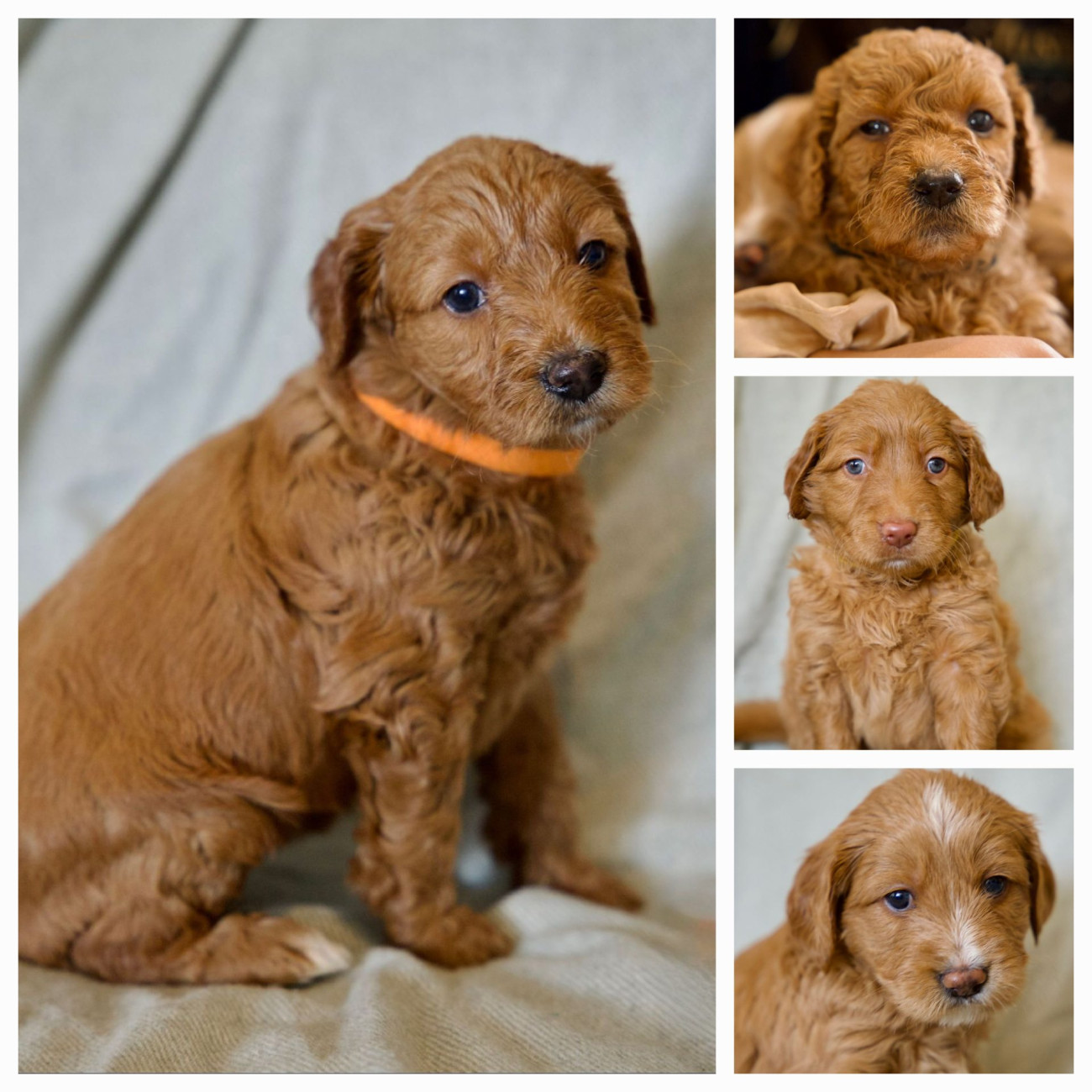 Mini Groodle/Cavoodle Puppies NSW | Mini Groodle & Cavoodle Puppies