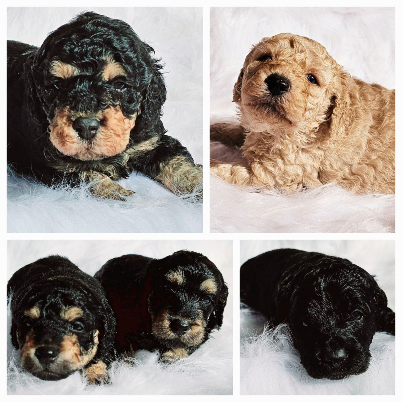 Mini Groodle & Cavoodle Puppies from NSW