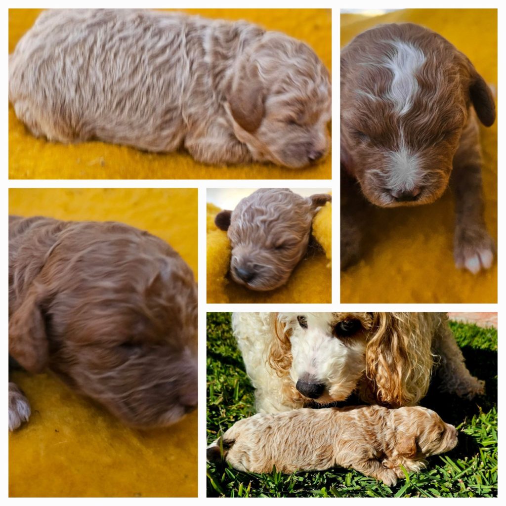 Mini Groodle & Cavoodle Puppies from NSW