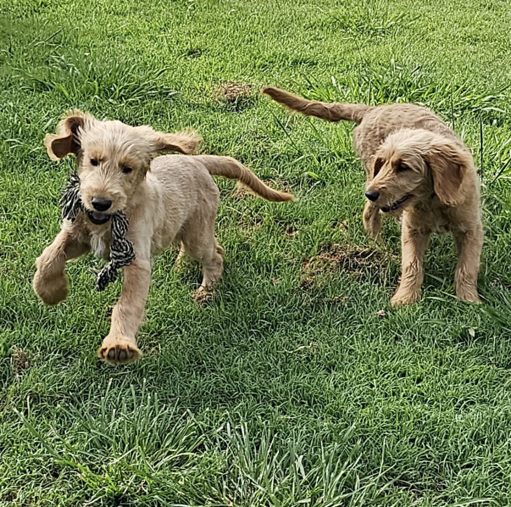 Mini Groodle & Cavoodle Puppies from NSW