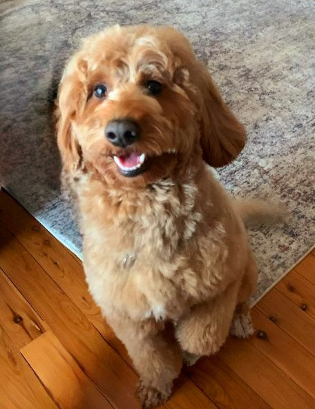 Mini Groodle & Cavoodle Puppies from NSW